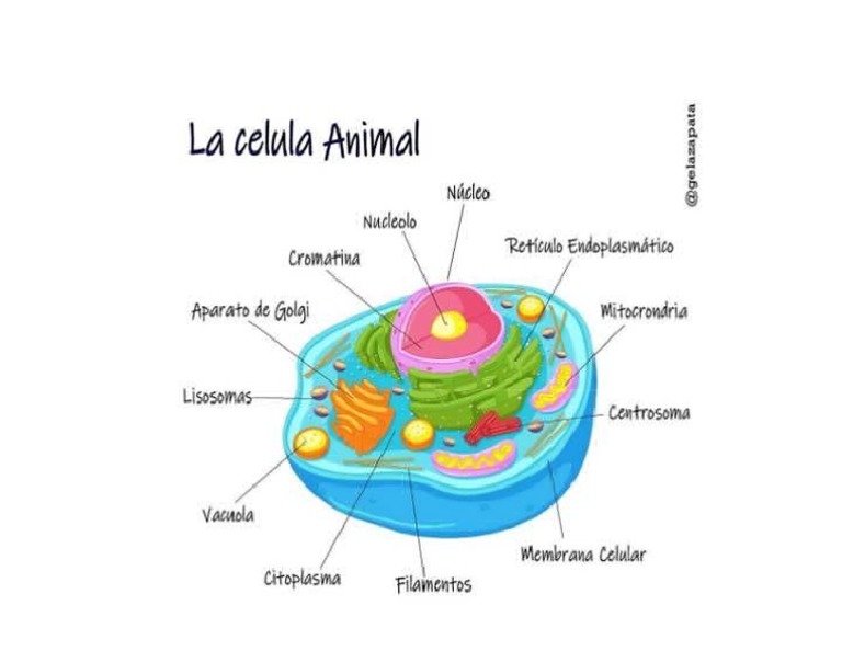 Celula Animal Pdf