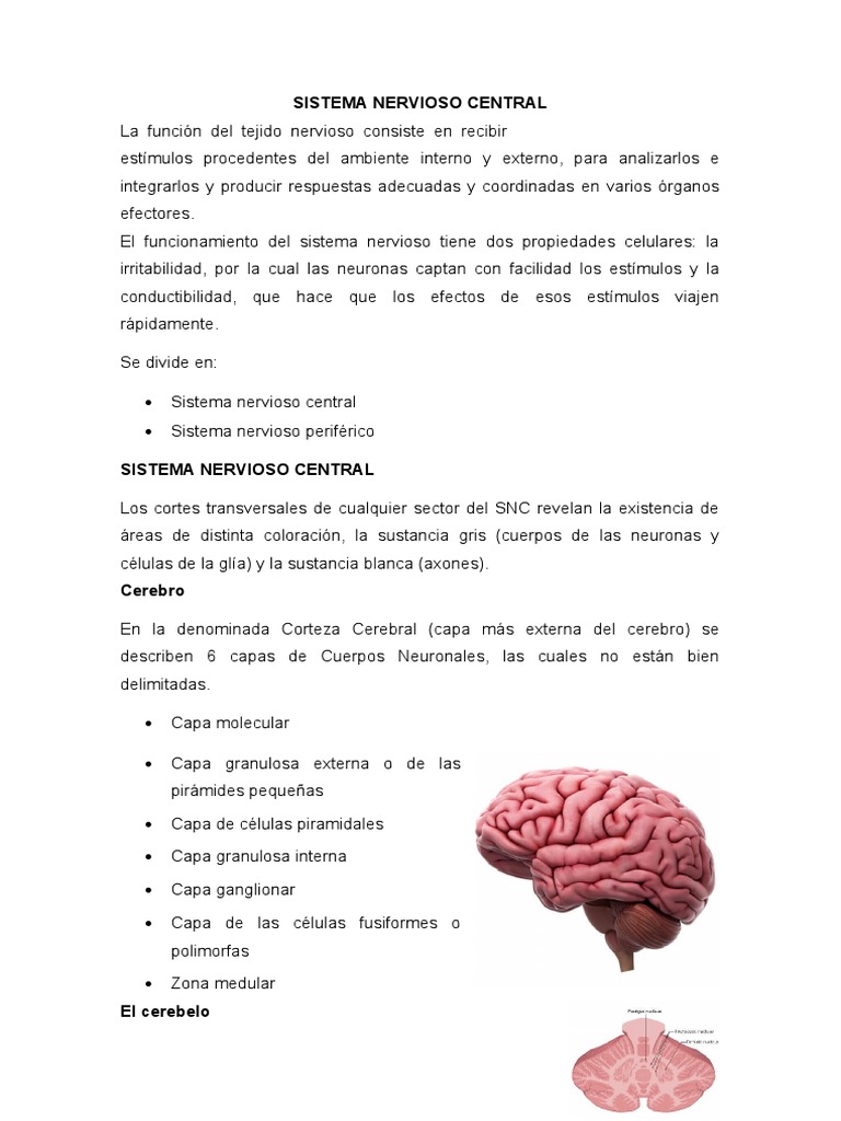 Sistema Nervioso Central Resumen | PDF Sistema Nervioso Central Resumen | PDF