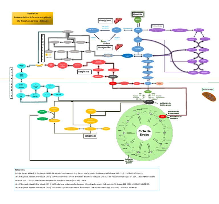 Rutas Metabolicas | PDF | Metabolismo | Lípido