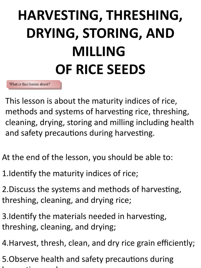 Harvesting, Threshing, Drying, Storing | PDF | Rice | Harvest