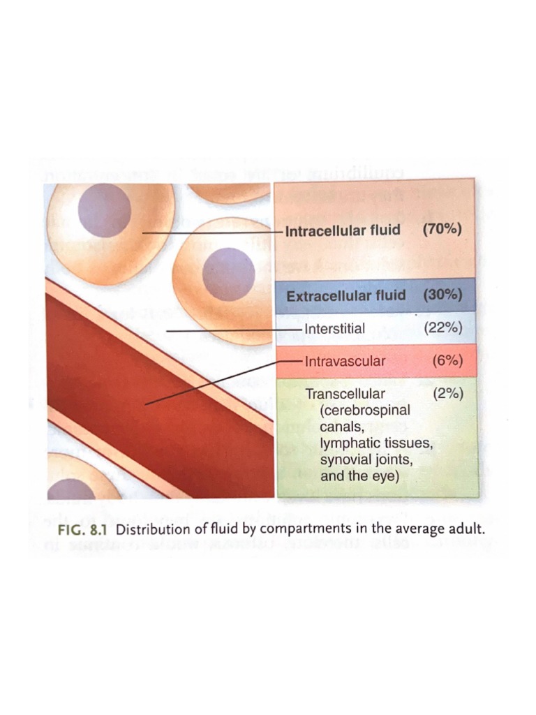 Intracellular Fluid | PDF