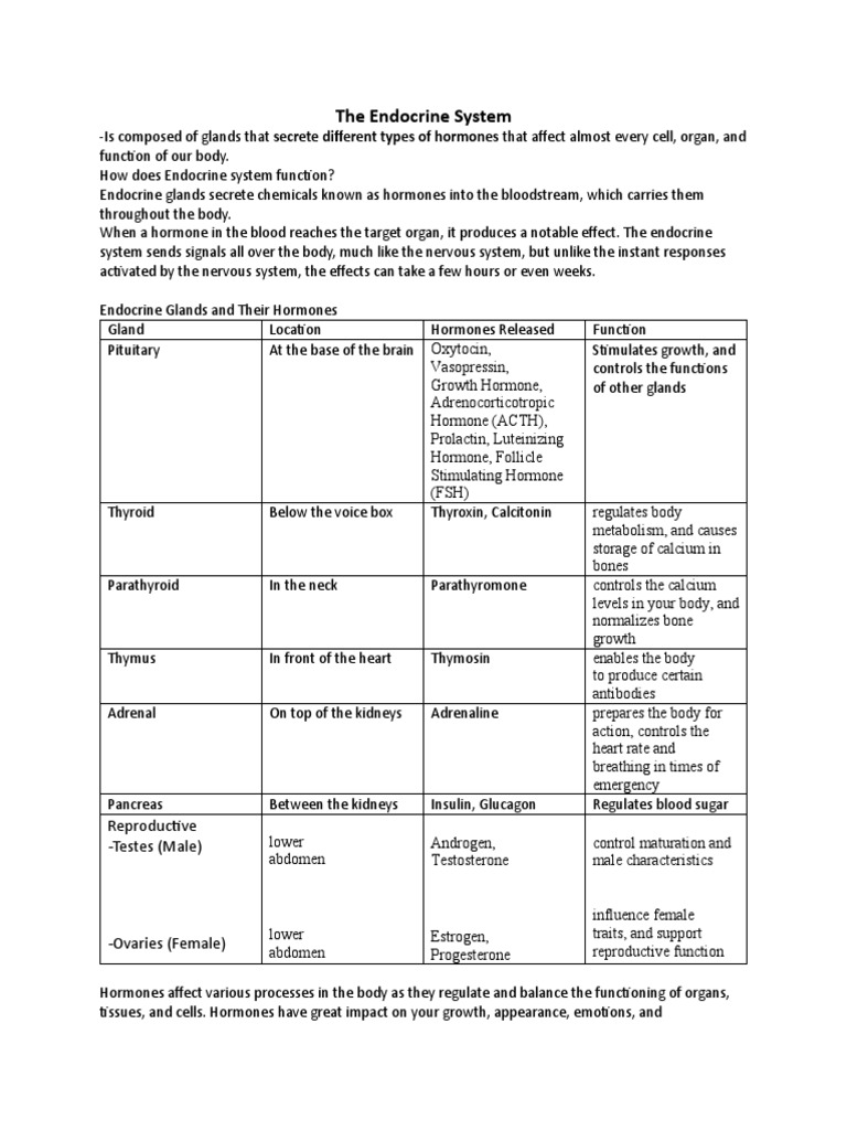 The Endocrine System | PDF | Endocrine System | Human Body