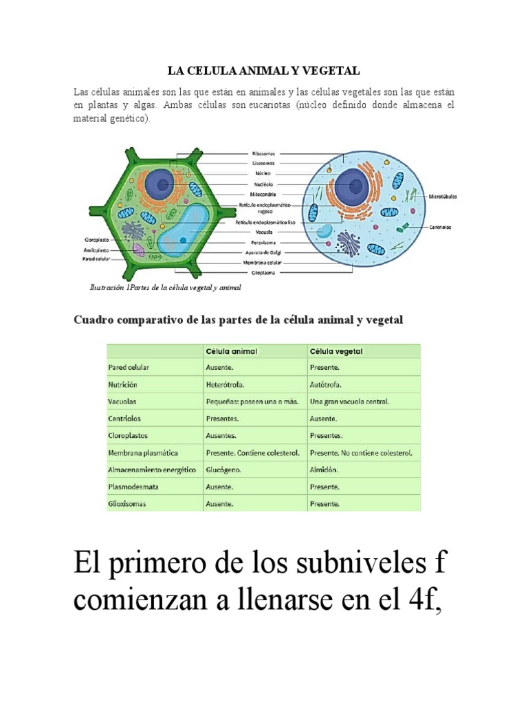 Comparativa de Células Animal y Vegetal | PDF | Plantas | Biología Celular)