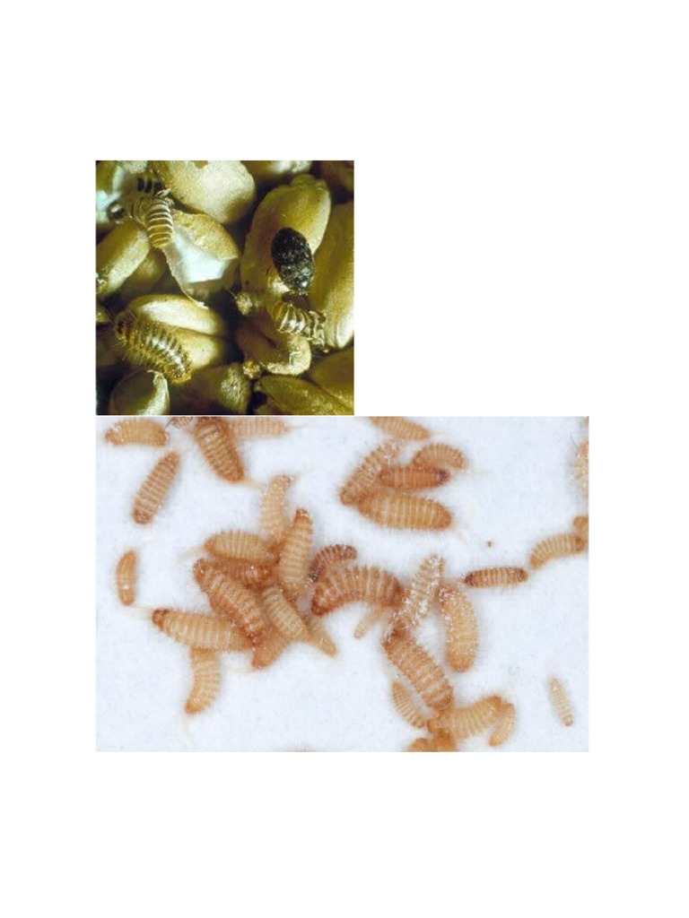 Larvas | PDF