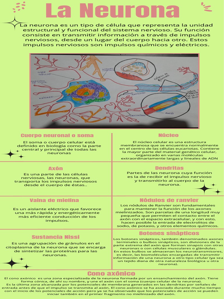 La Neurona | PDF | Axon | Neurona
