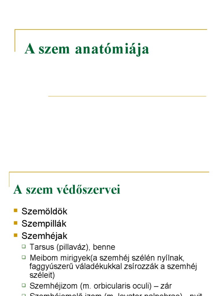 A Szem Anatómiája | PDF