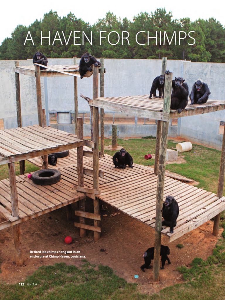 A Haven For Chimps | PDF | Chimpanzee | Medicine