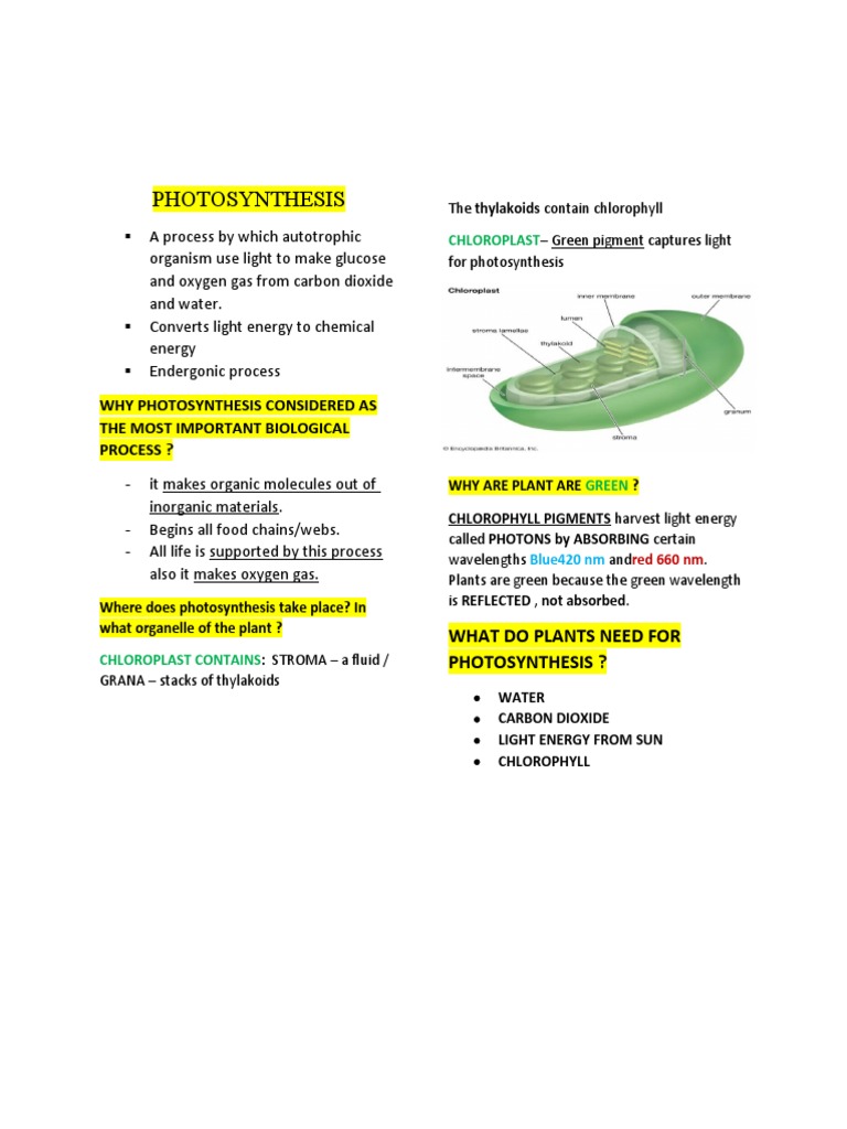 Photosynthesis | PDF