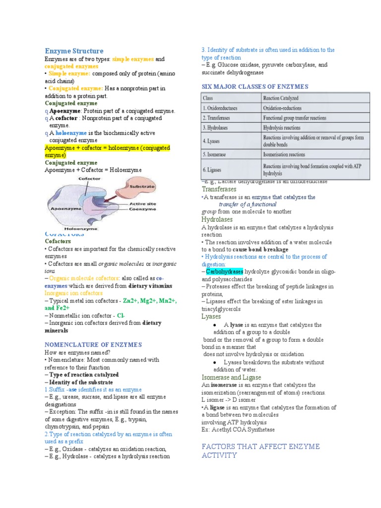 Enzyme Structure | PDF