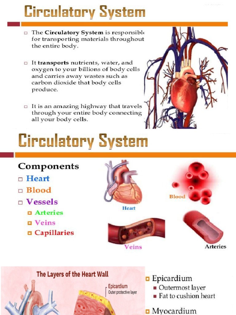 Circulatory System PPT | PDF