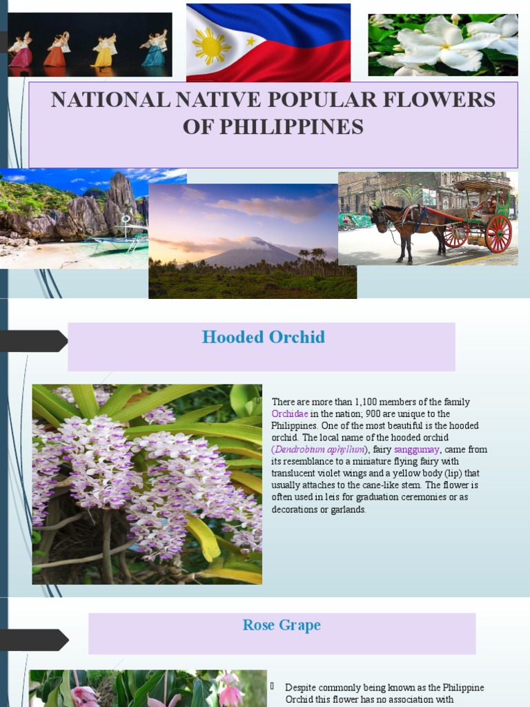 National Native Popular Flowers of Philippines | PDF | Flowers | Botany