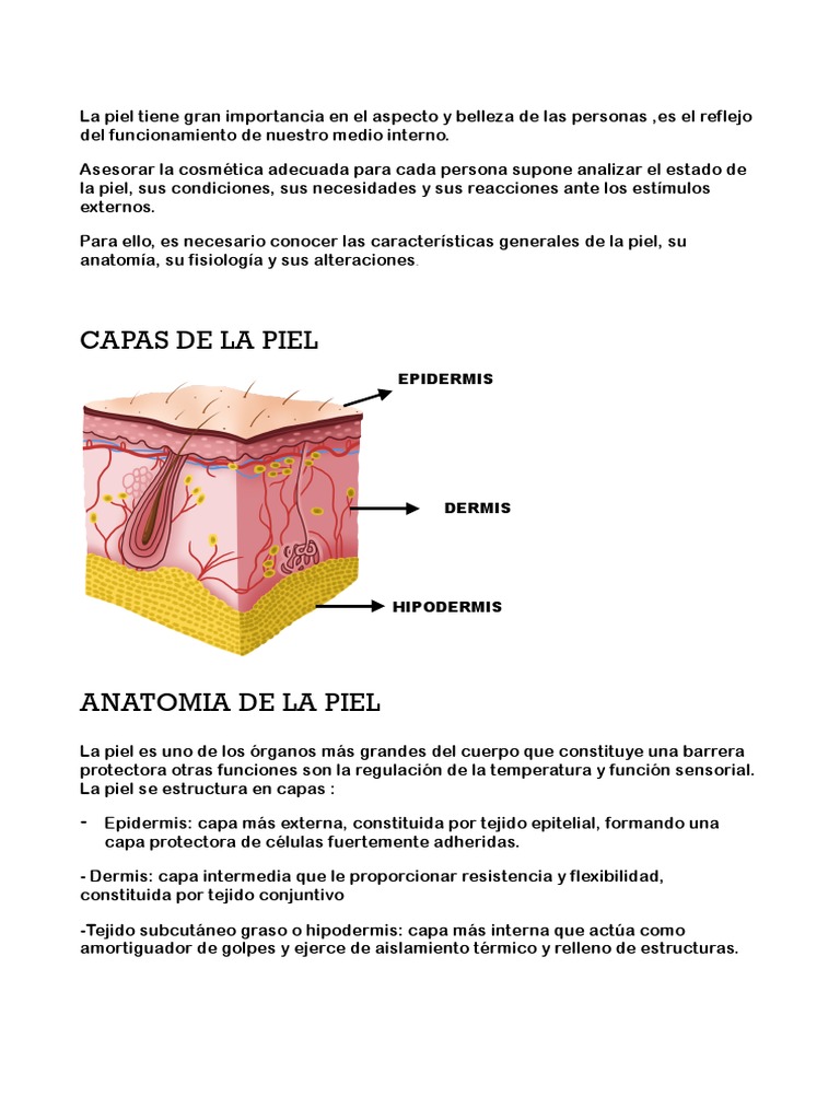 La Piel | PDF | Piel | Epidermis