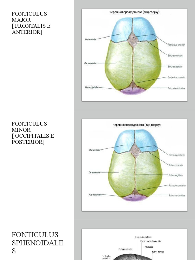 FONTICULUS | PDF