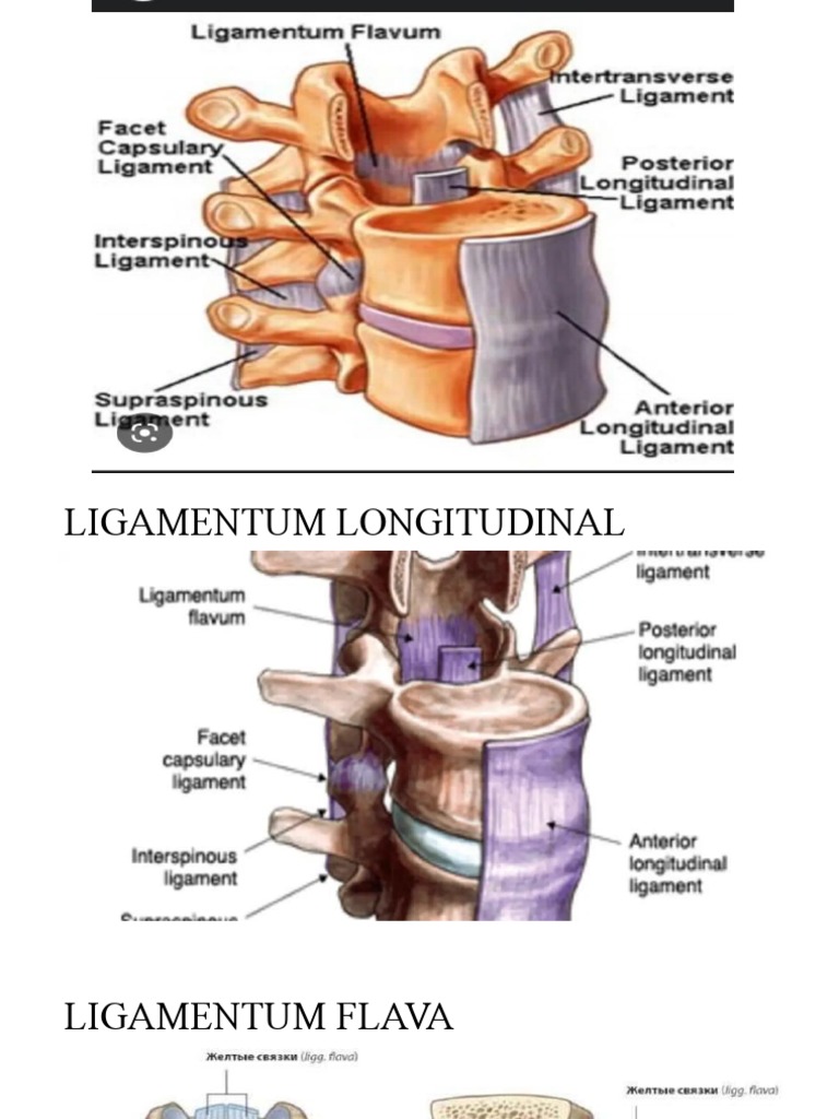 LIGAMENTUM | PDF