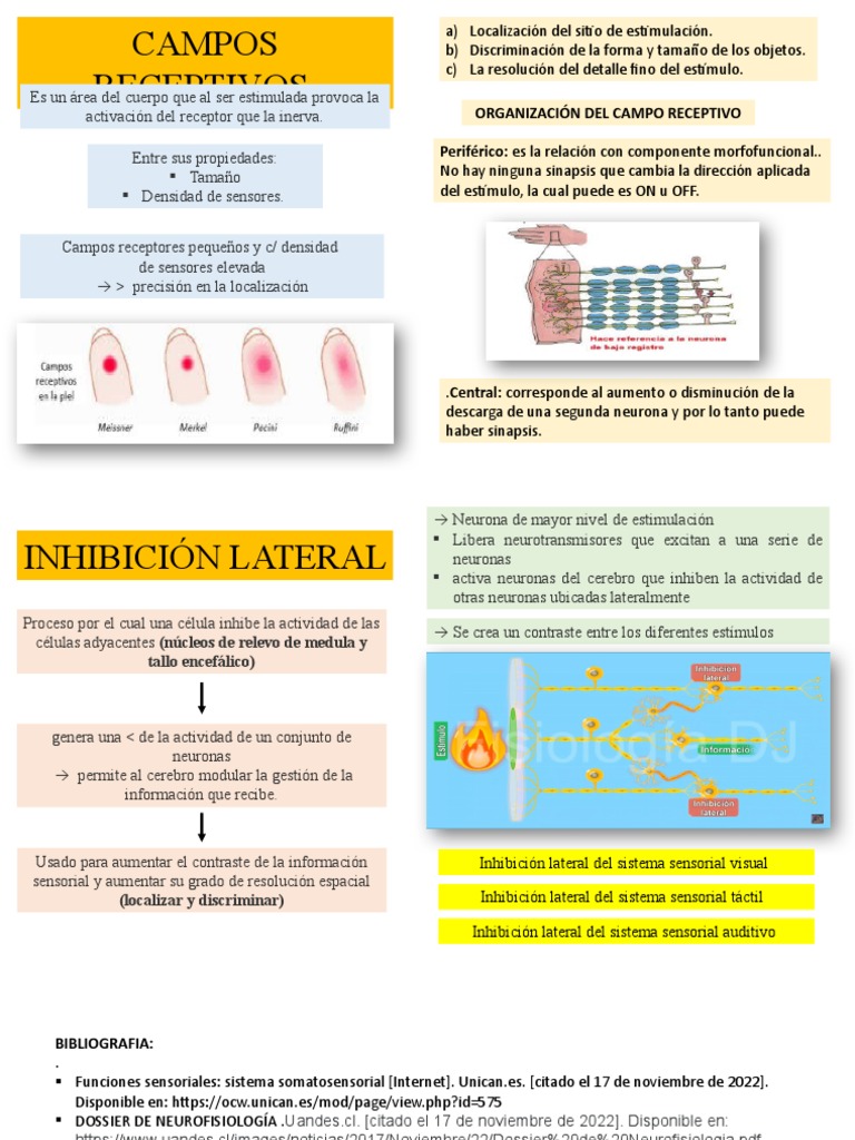 Campos Receptivos e Inhibición Lateral | PDF | Neurona | Cerebro