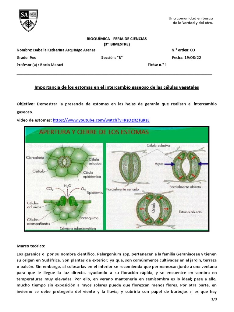 Estomas en hojas de geranio al microscopio | PDF | Fotosíntesis | Estoma