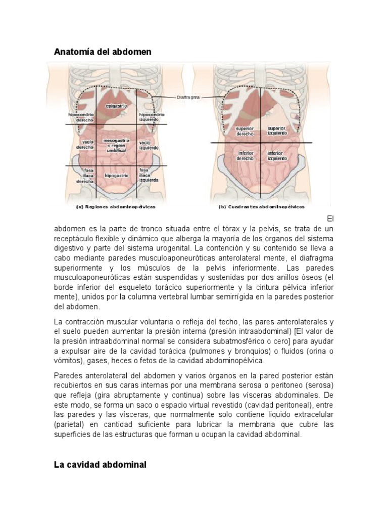 Anatomía Del Abdomen.3 | Descargar gratis PDF | Abdomen | Pelvis