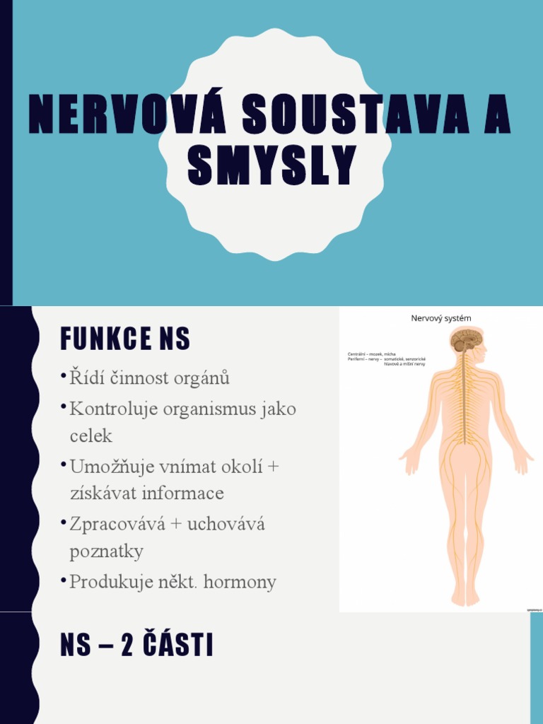 Nervová Soustava A Smysly | PDF