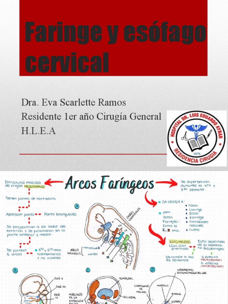 Faringe y Esofago Cervical | PDF