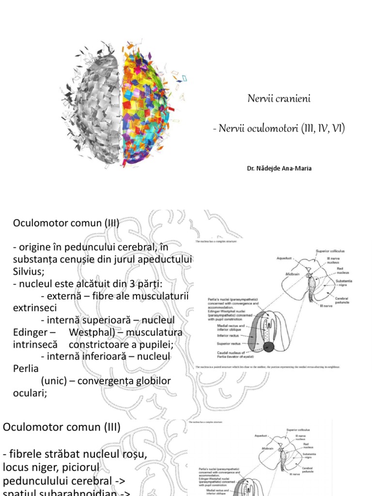 Nervii Cranieni III IV VI | PDF