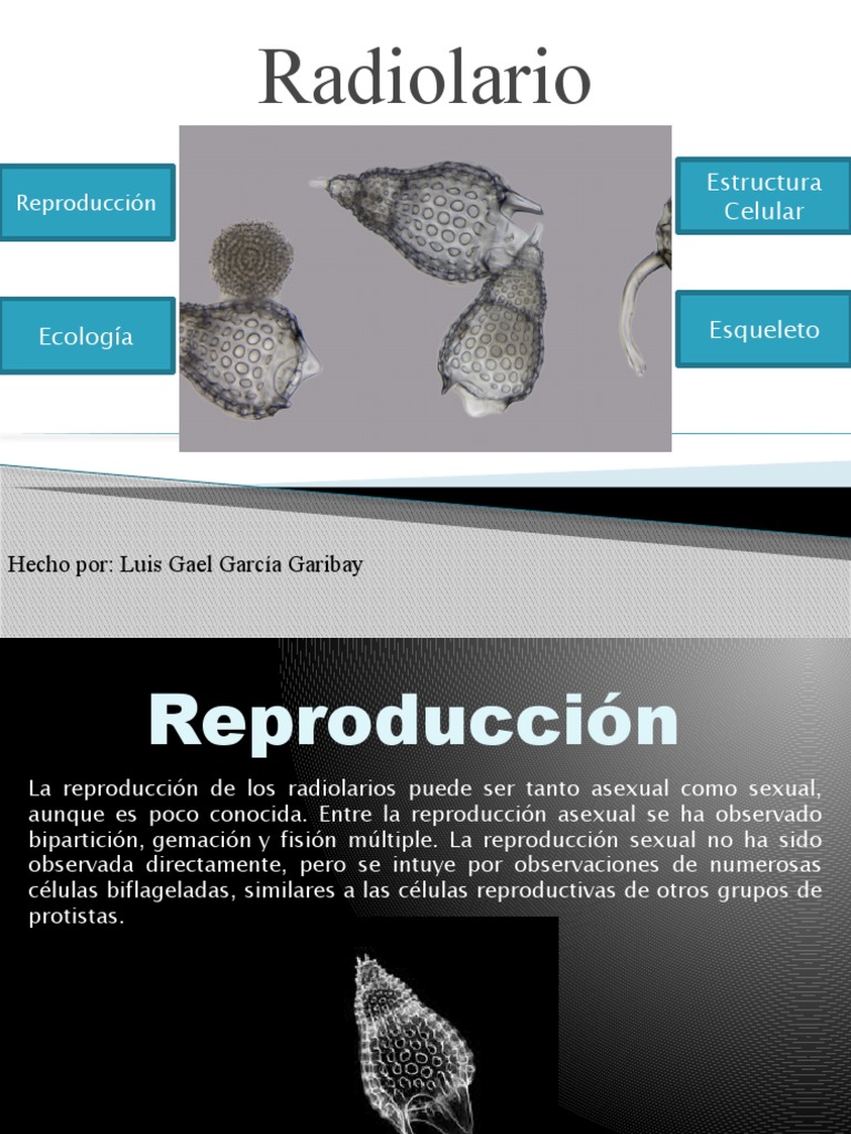 Radiolario | PDF
