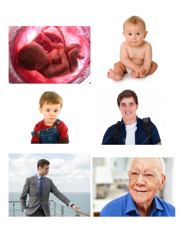 Etapas de La Vida | PDF