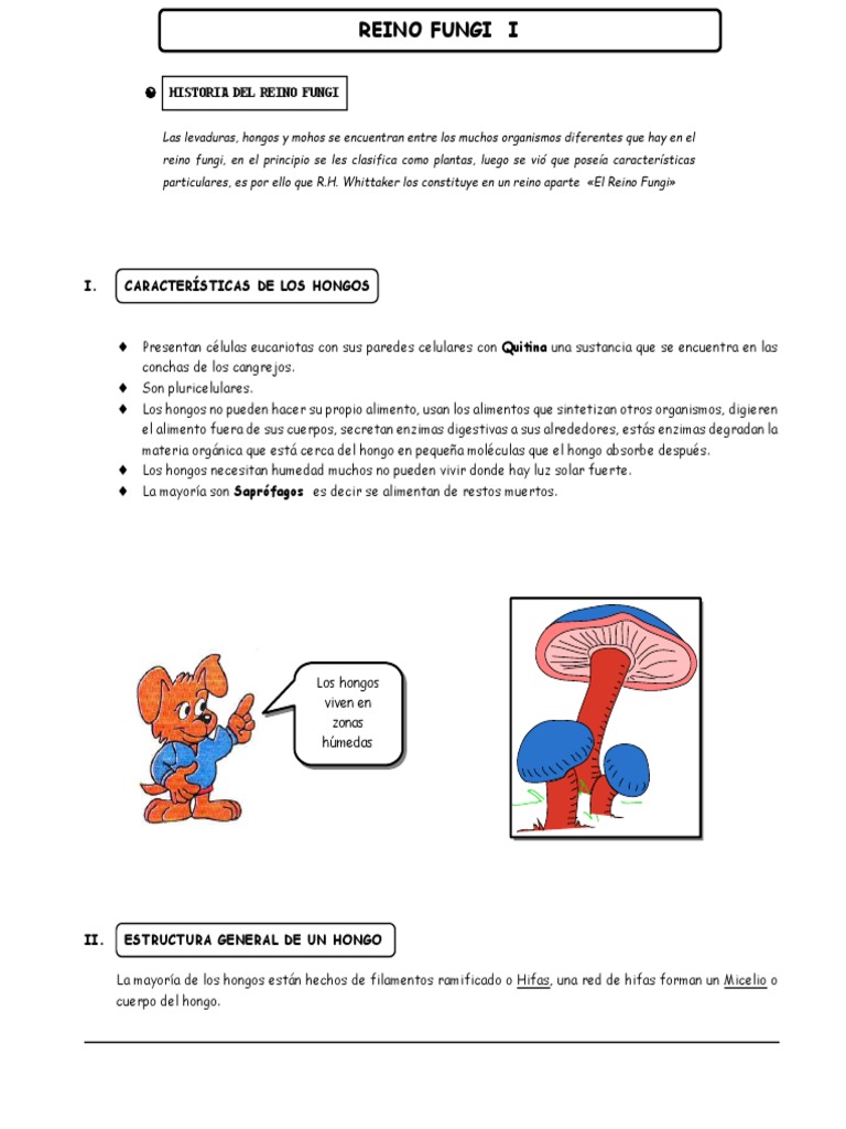 El Reino Fungi para Segundo de Secundaria | PDF | Hongo | Eucariotas