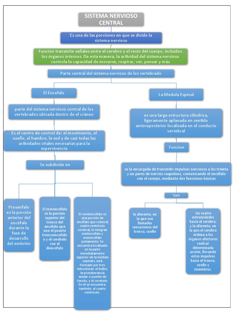 Mapa Conceptual Sistema Nervioso Central | PDF | Cerebro | Sistema nervioso