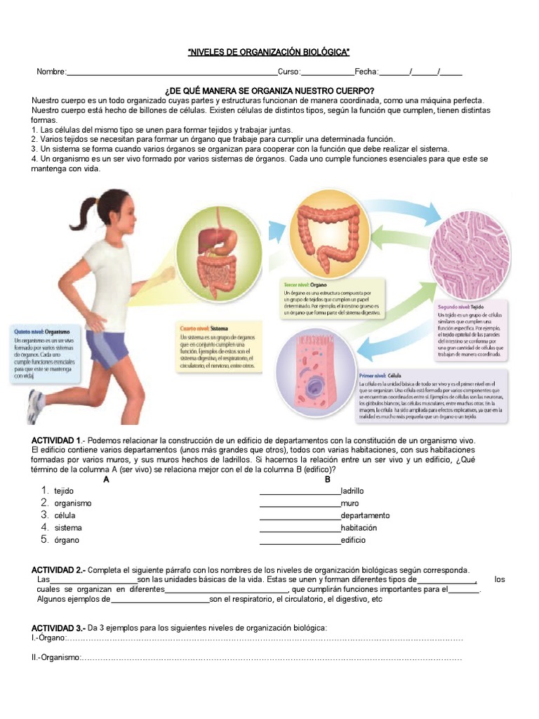 Ejemplos De Los Cuatro Niveles De Organización Biodiversidad Y