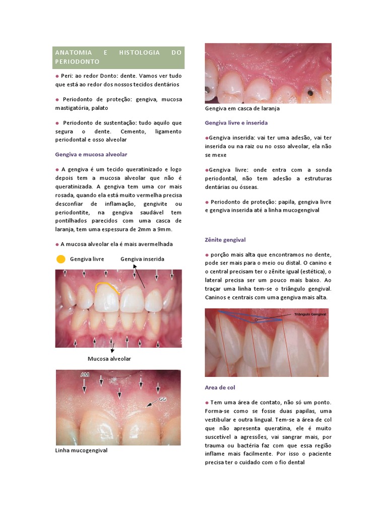 Anatomia e Histologia Do Periodonto | PDF