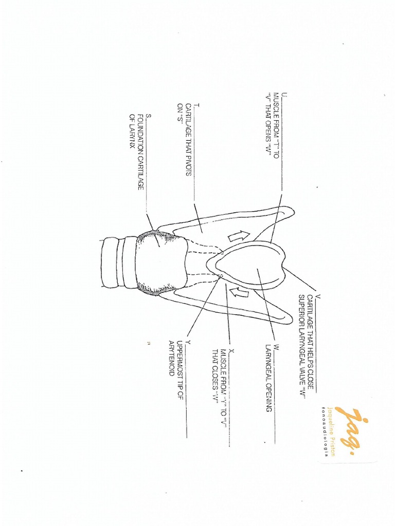 Cartilagem Epiglote 1 | PDF