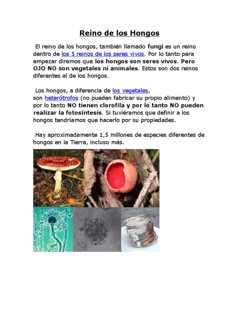 Introducción al Reino de los Hongos | PDF | Ciencia y matemáticas