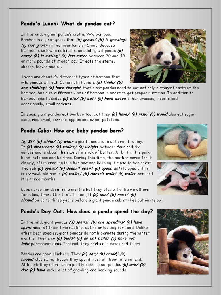 Giant Pandas simple present-ppast 2 | PDF