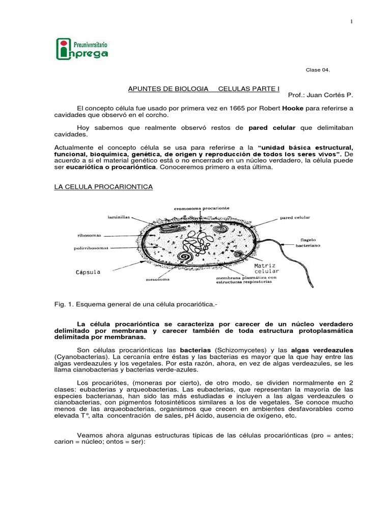 Células procarióticas: estructura y características básicas | PDF | Las bacterias | Biología ...