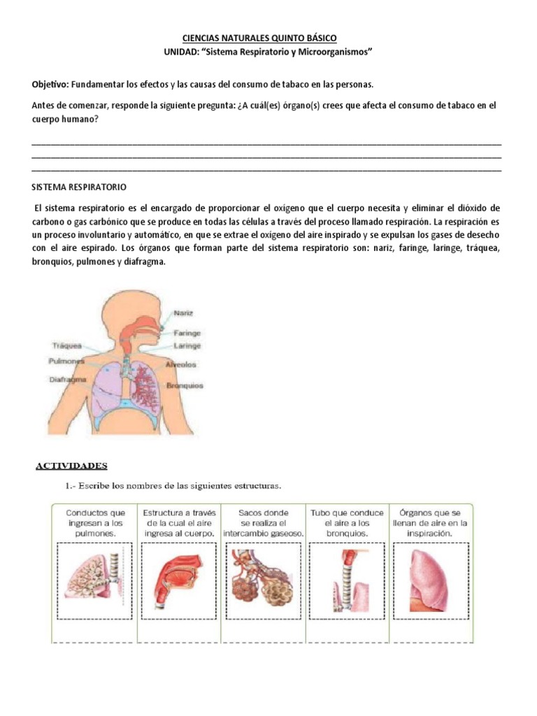 Guias Ciencias Quinto Respiratorio | PDF