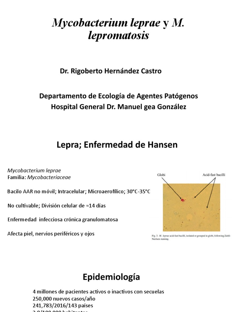 Mycobacterium Leprae y M. Lepromatosis: Dr. Rigoberto Hernández Castro | PDF | Lepra ...