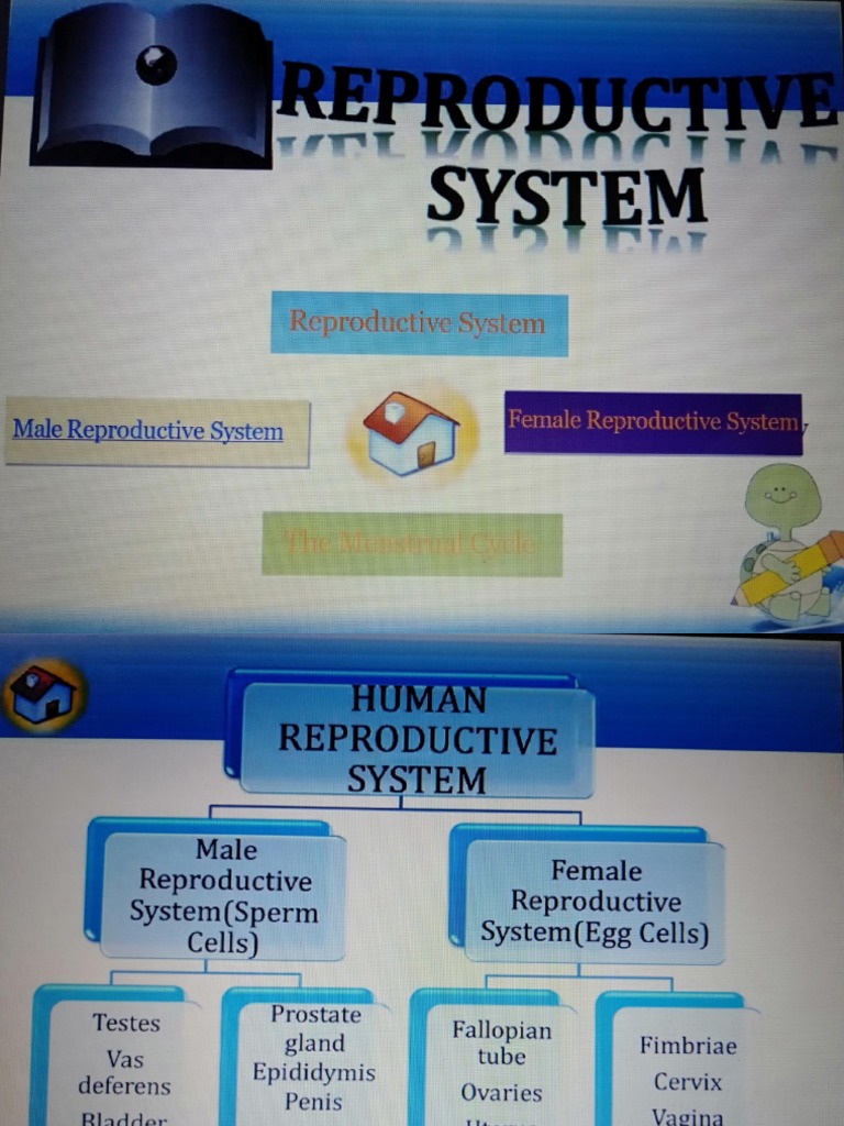 Reproductive System | PDF