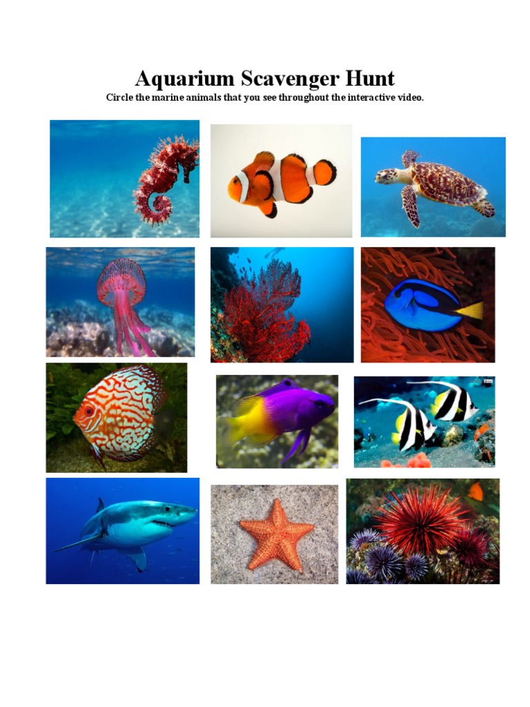 Aquarium Scavenger Hunt | PDF