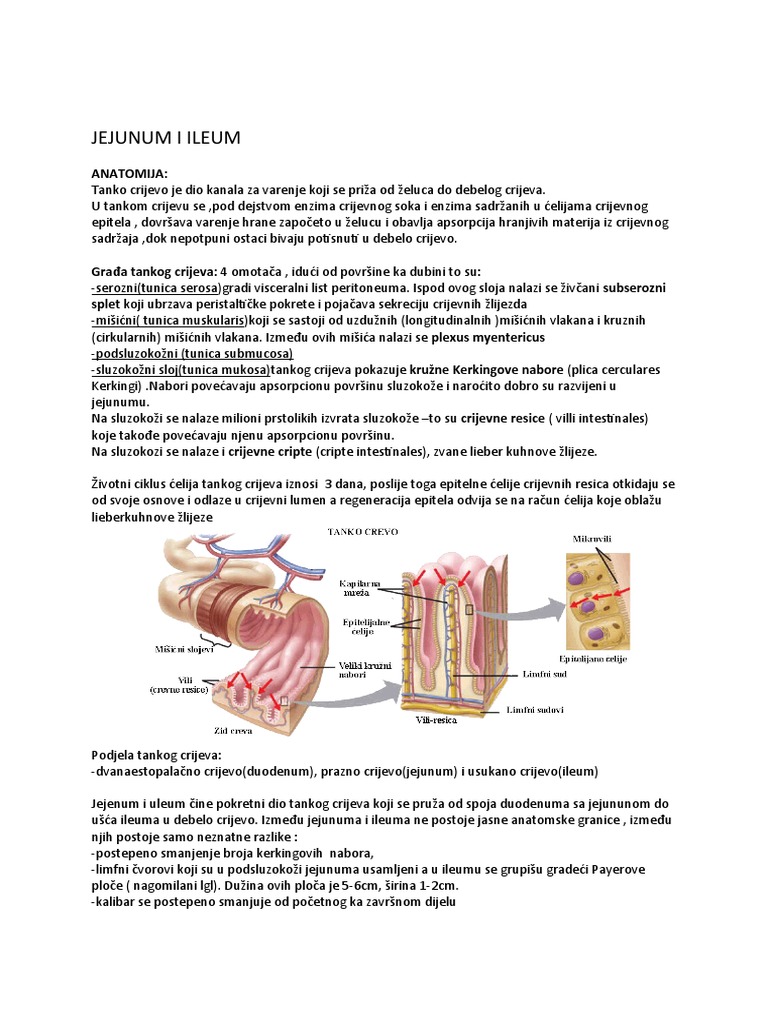 Jejunum I Ileum | PDF