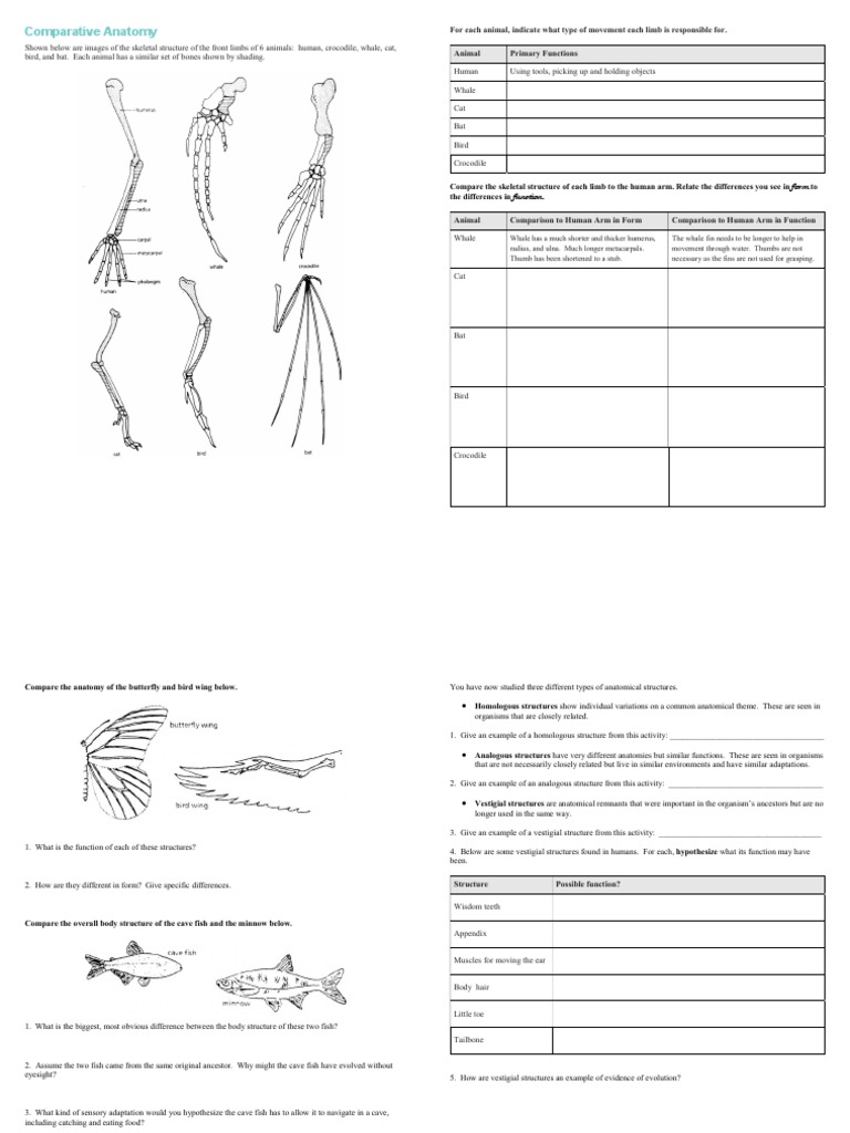 Comparative Anatomy | PDF