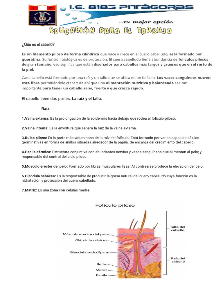 El Cabello | PDF | Pelo | Anatomía