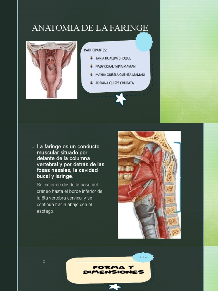 Anatomia de La Faringe | PDF