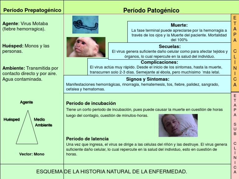 Historia Natural de La Enfermedad Virus Motaba | PDF | Virus ...