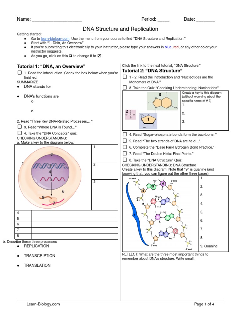 TOPIC 6.1 - 6.2 - DNA Structure and Replication, Student Learning Guide ...