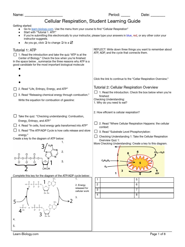 Biology Students' Respiration Guide | PDF | Adenosine Triphosphate ...