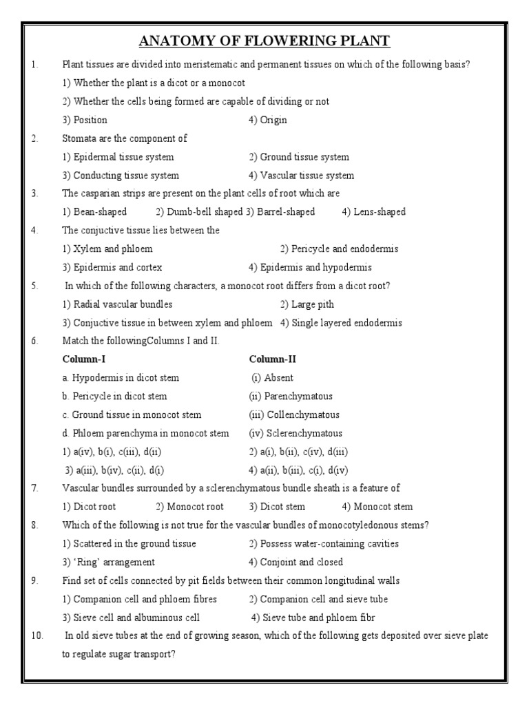 Jb5-Anatomy of Flowering Plant (Final) | PDF | Plant Stem | Tissue ...