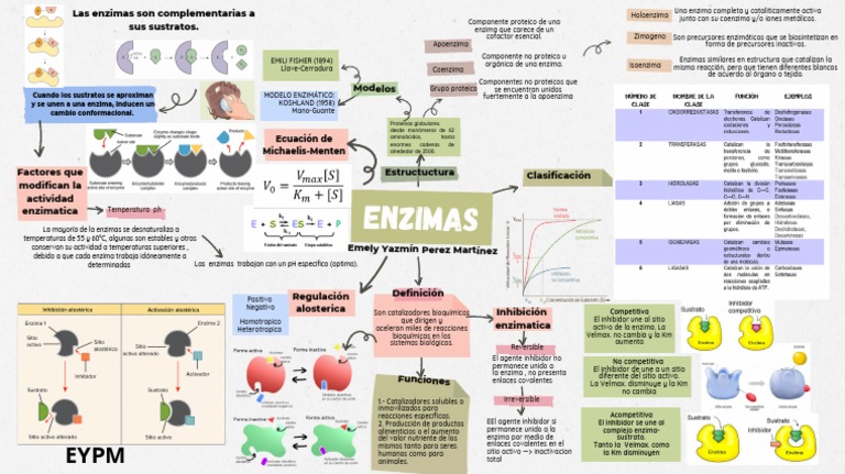 Mapa Mental de Enzimas Bioquímicas | PDF | Enzima | Inhibidor de la enzima