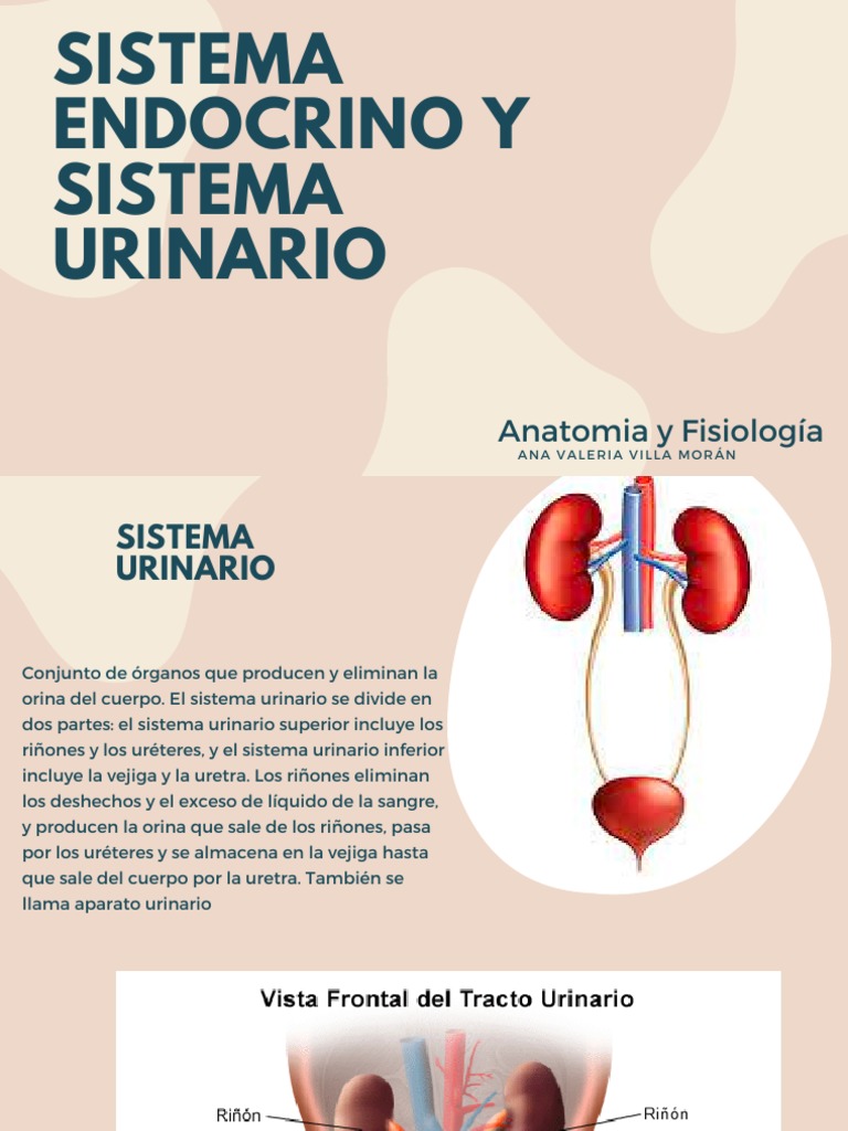 Endocrino y Urinario | PDF | Sistema urinario | Riñón