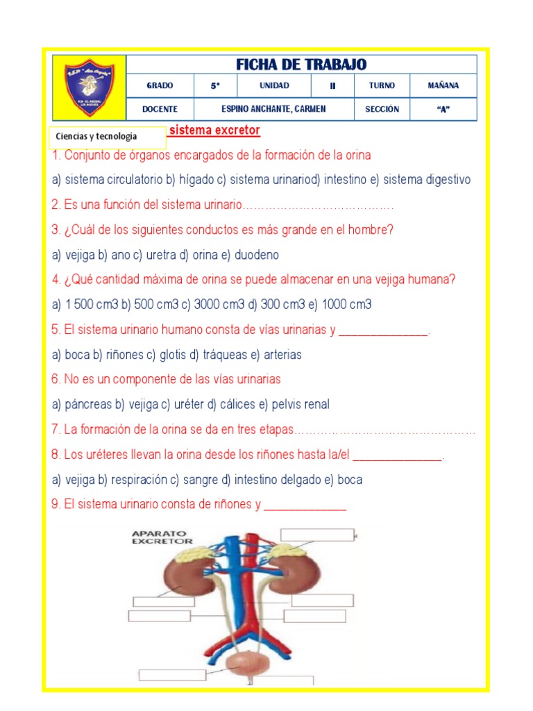 Ficha de Trabajo: Sistema Excretor | PDF