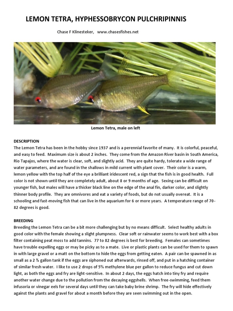 Lemon Tetra | PDF